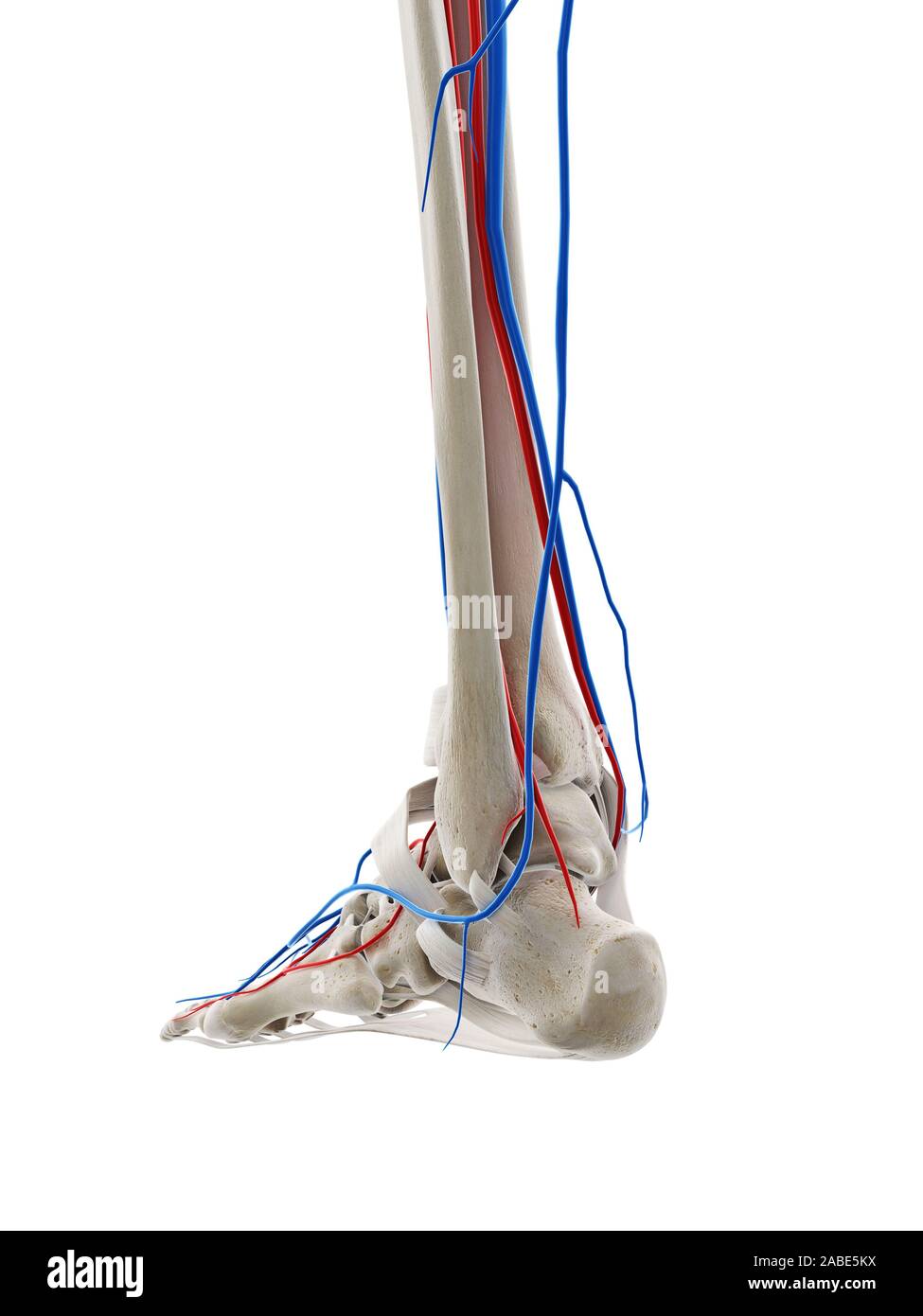 3d rendered medically accurate illustration of the blood vessels of the ...