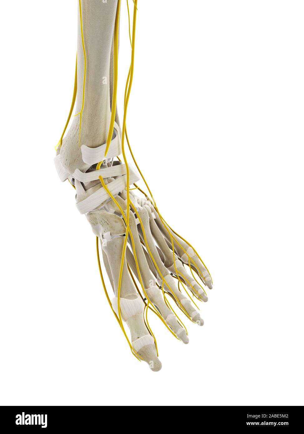 3d rendered medically accurate illustration of the nerves of the foot ...