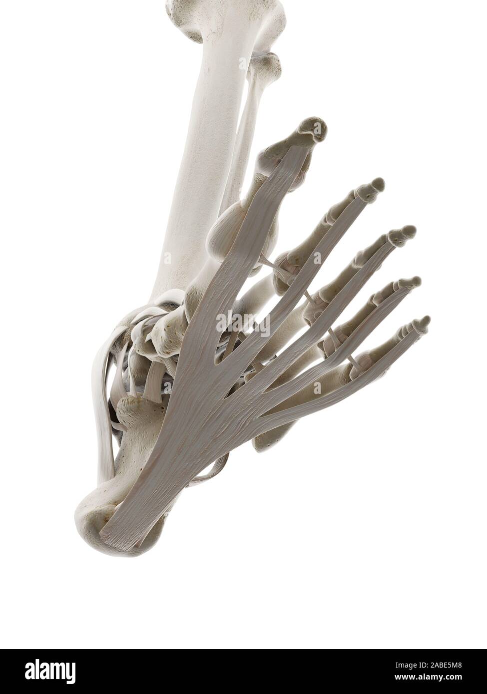 3d rendered medically accurate illustration of the ligaments of the ...