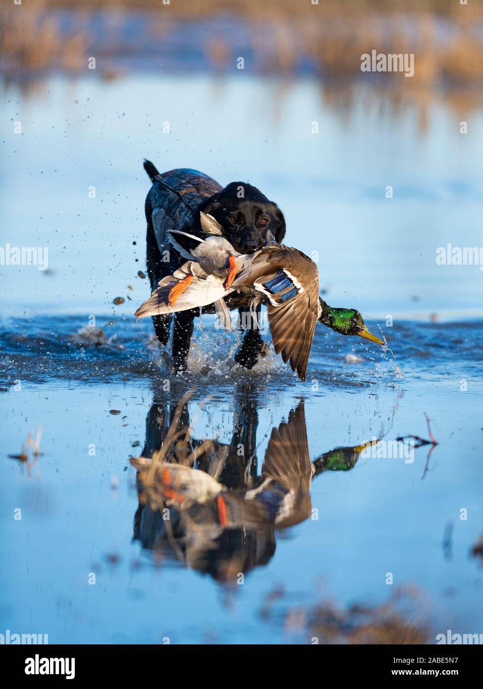 A Black Labrador Retriever with a Mallard Duck in North Dakota Stock ...