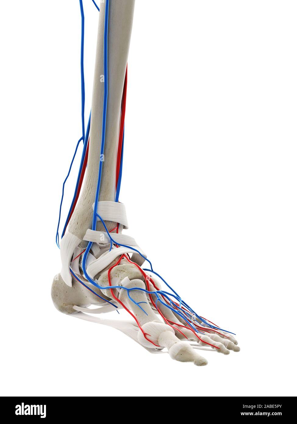 Blood vessels of the foot hi-res stock photography and images - Alamy