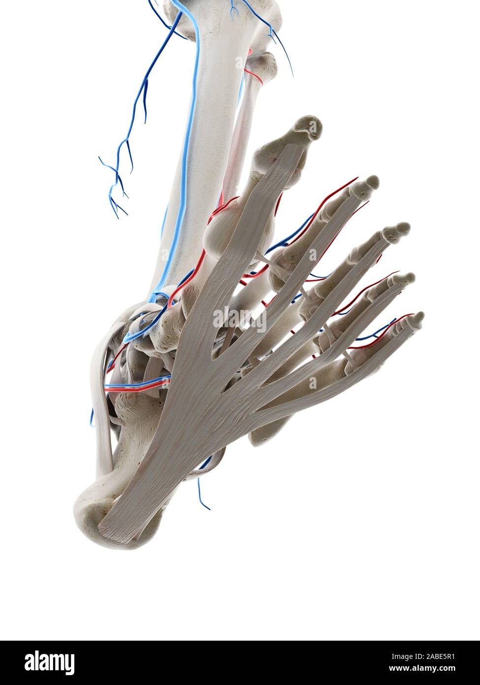 3d rendered medically accurate illustration of the blood vessels of the ...