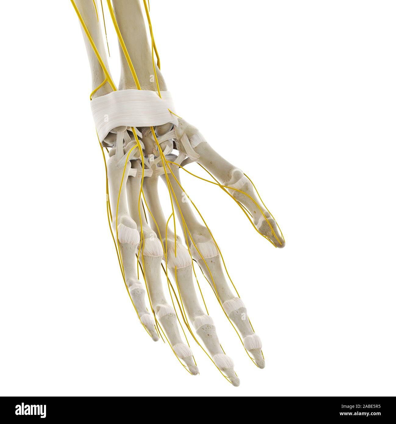 Nerves arm hi-res stock photography and images - Alamy