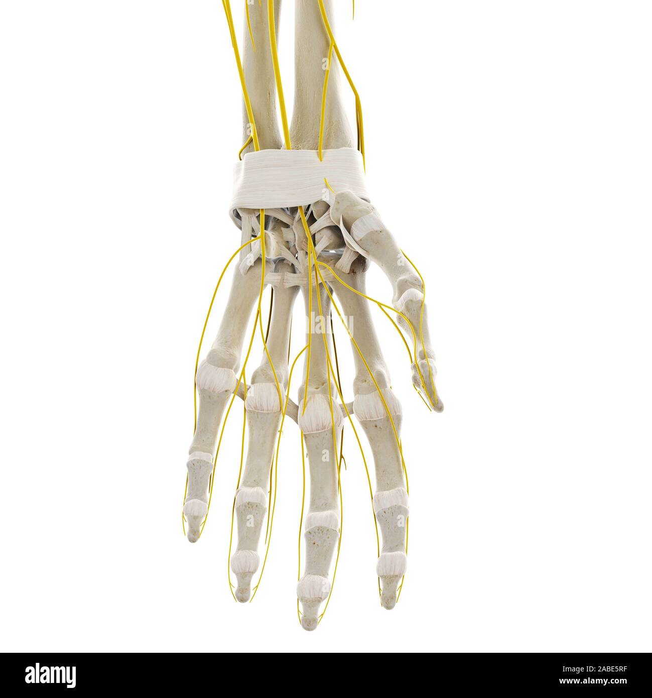 3d rendered medically accurate illustration of the nerves of the hand ...