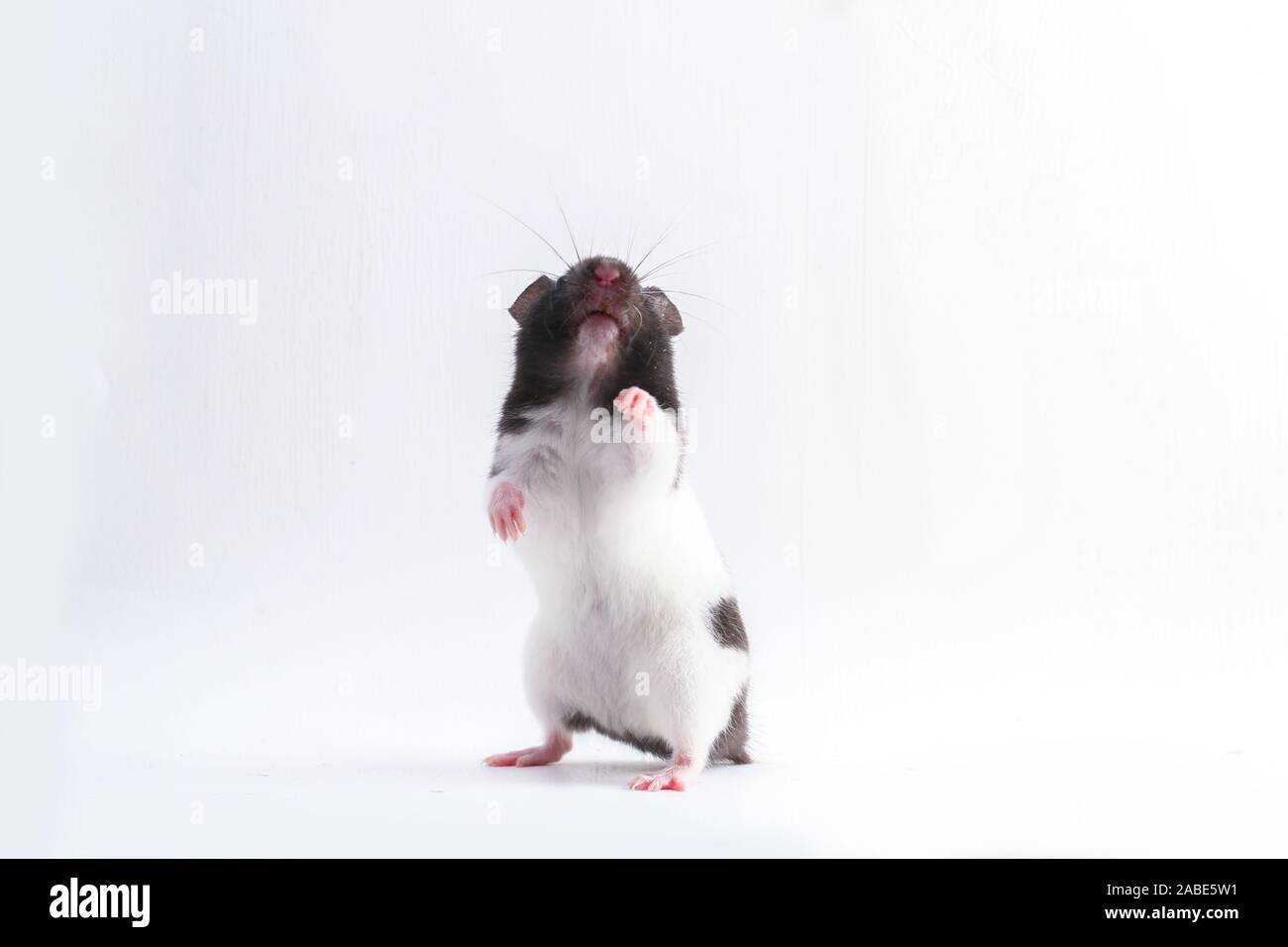 syrian hamster isolated on a white background Stock Photo - Alamy
