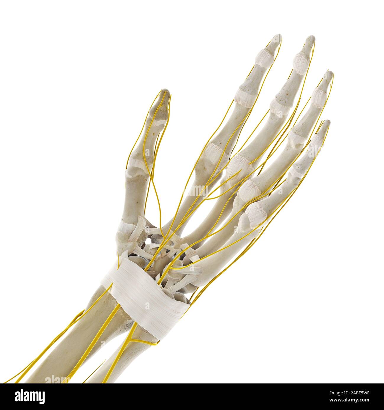 3d rendered medically accurate illustration of the nerves of the hand ...