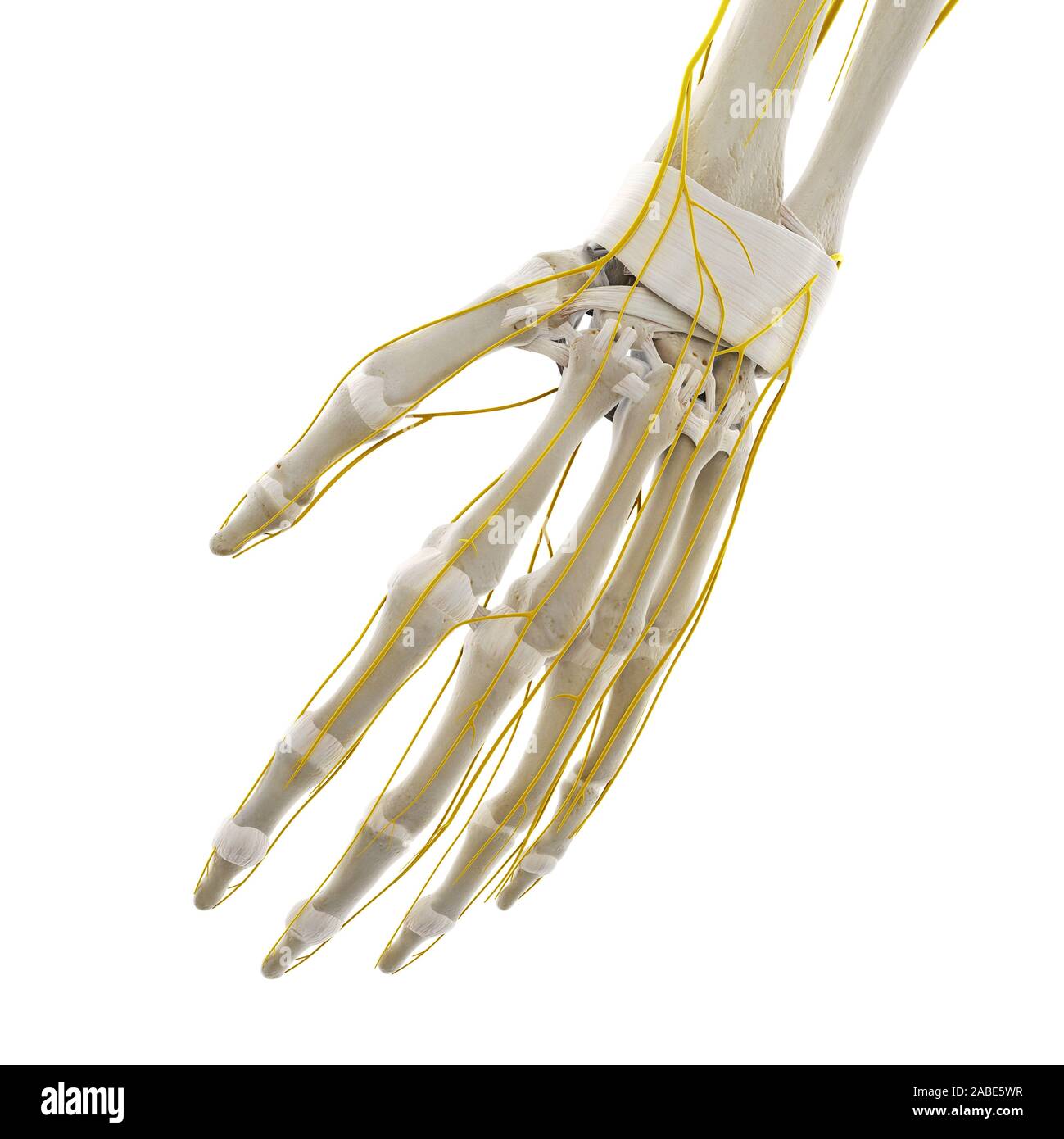 Human hand nerves Cut Out Stock Images & Pictures - Alamy