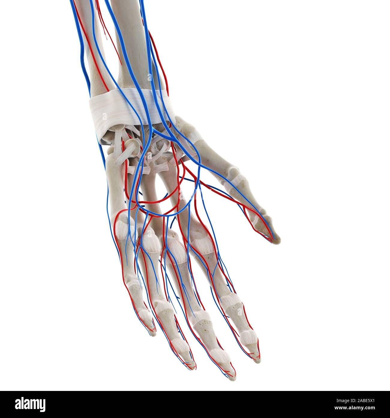 Distal humerus Cut Out Stock Images & Pictures - Alamy