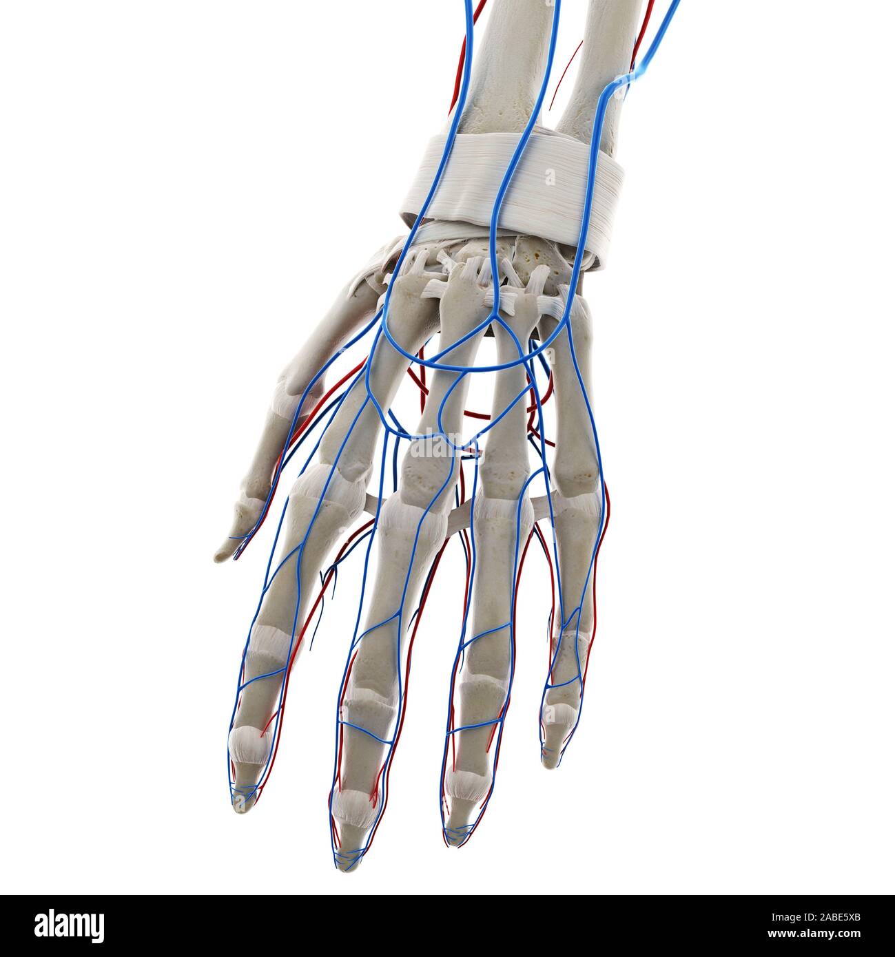 Blood Vessels Arm High Resolution Stock Photography and Images - Alamy