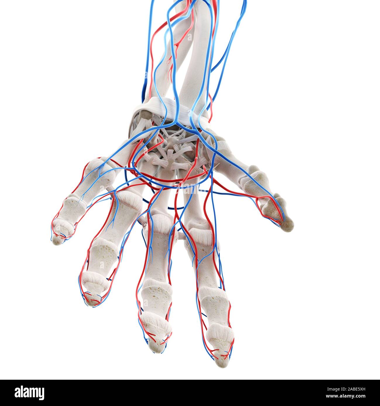 3d rendered medically accurate illustration of the blood vessels of the ...