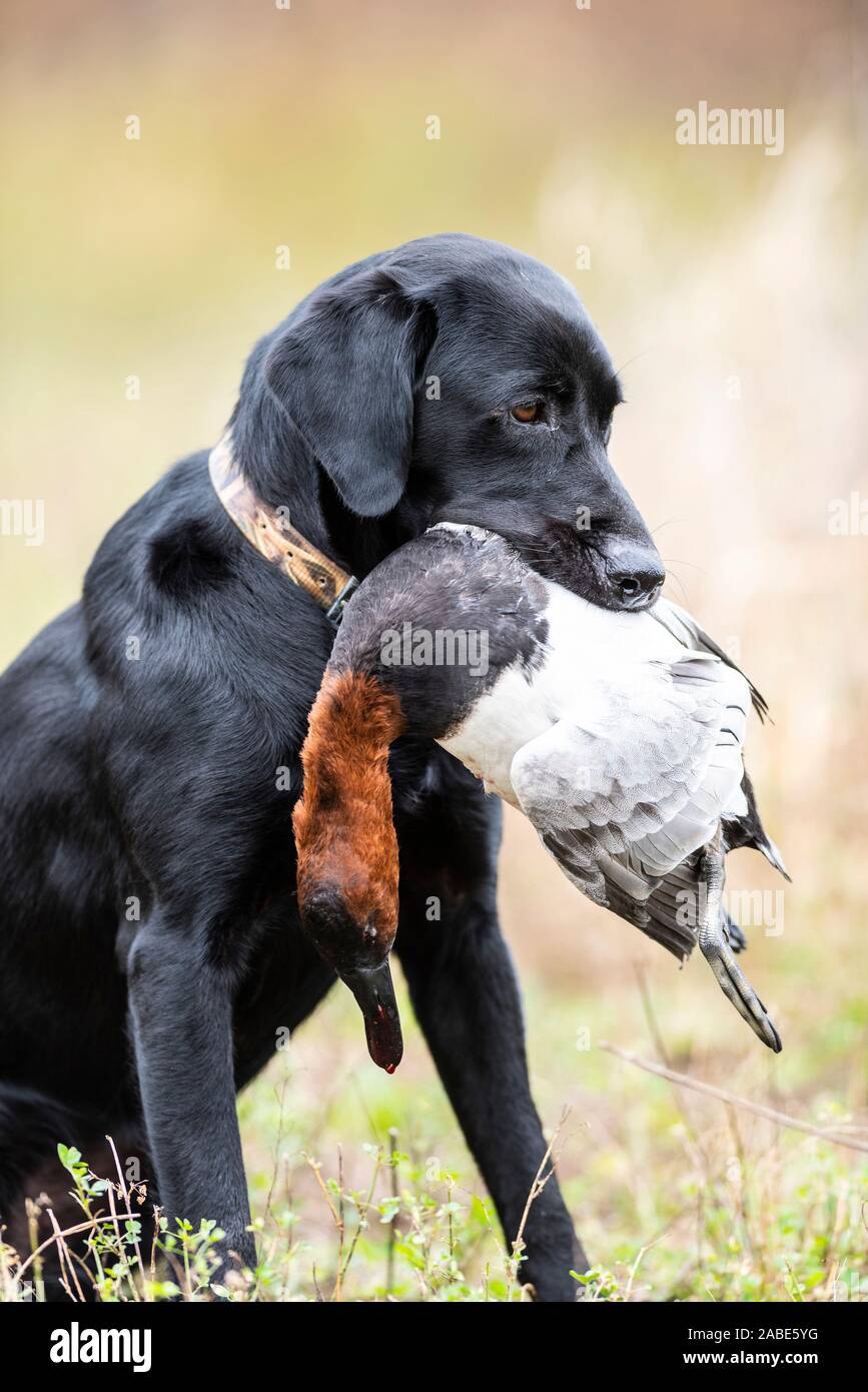 Labs hunting hi-res stock photography and images - Alamy