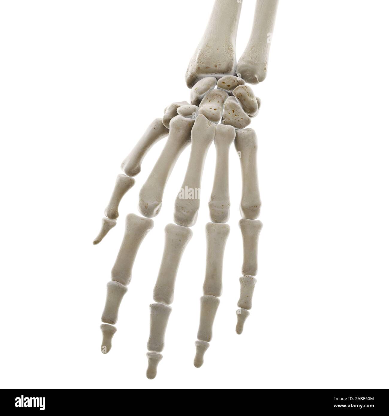 3d rendered medically accurate illustration of the bones of the hand ...