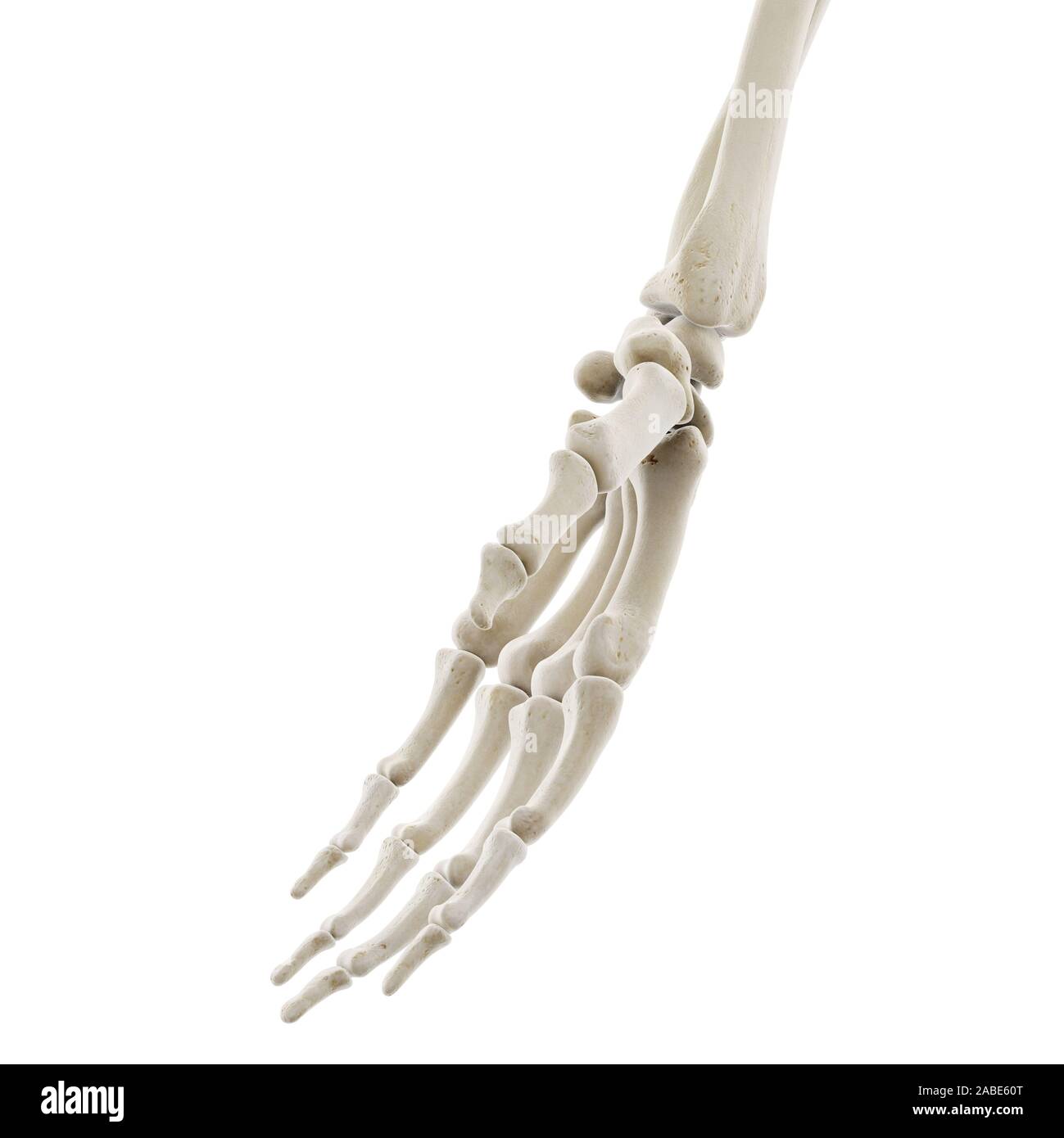 3d rendered medically accurate illustration of the bones of the hand ...