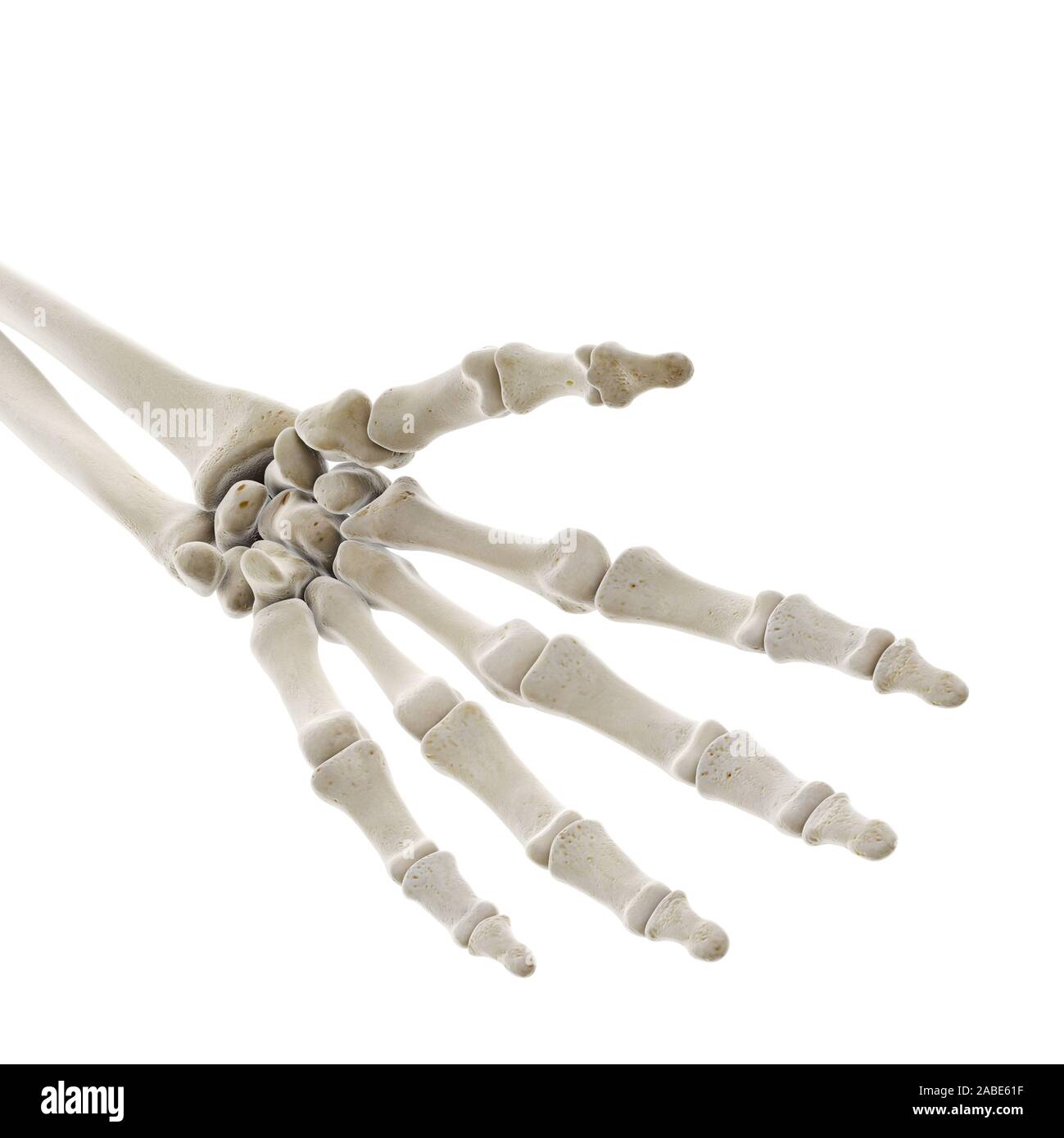 Distal humerus Cut Out Stock Images & Pictures - Alamy