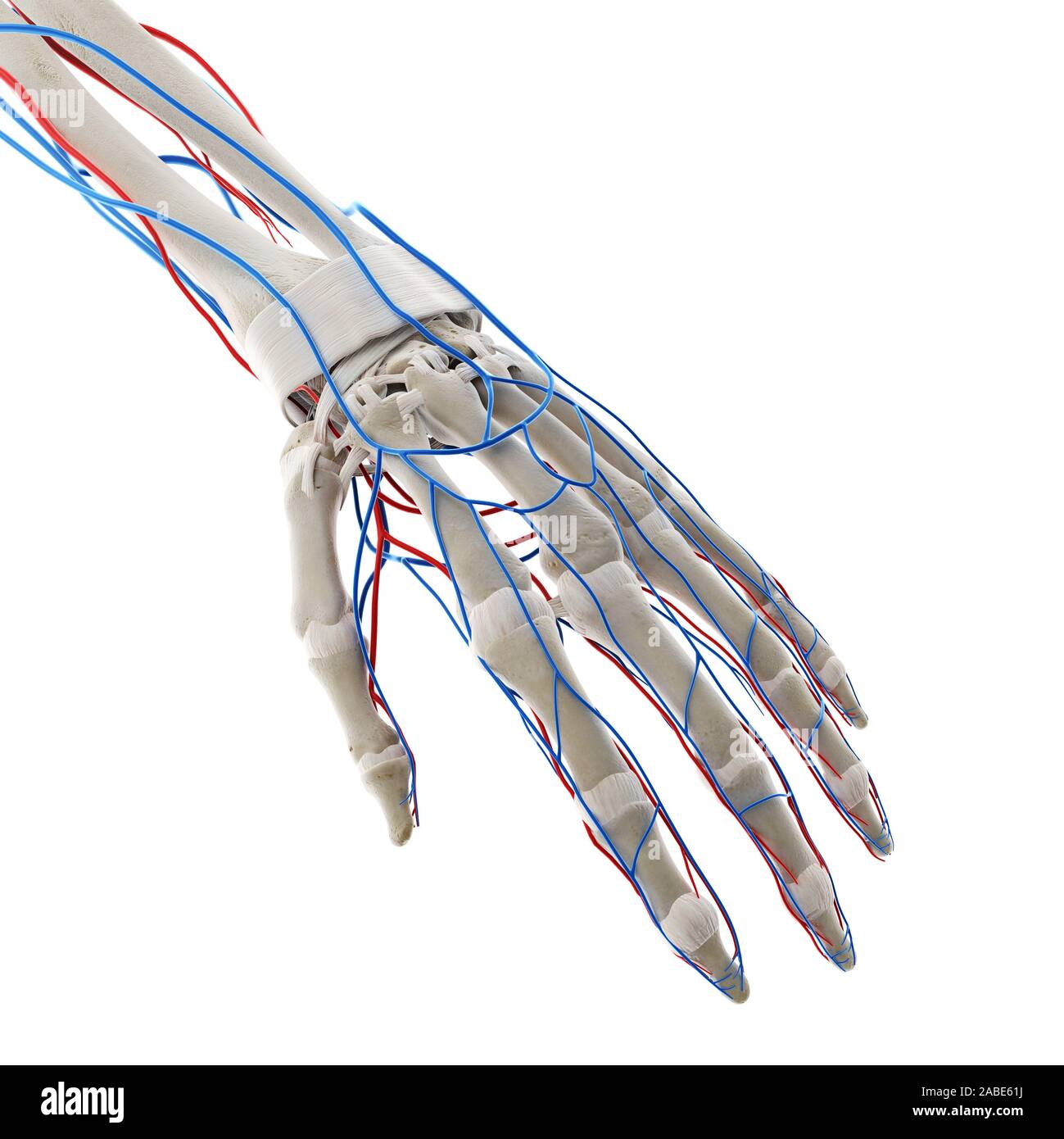 3d rendered medically accurate illustration of the blood vessels of the ...