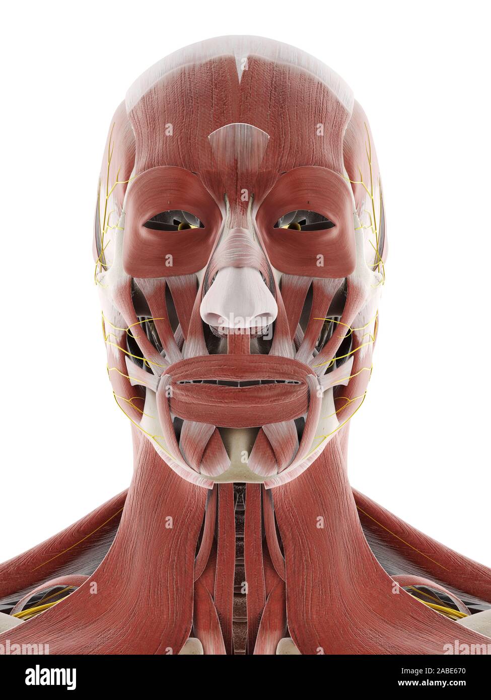 3d rendered medically accurate illustration of the nerves and muscles ...