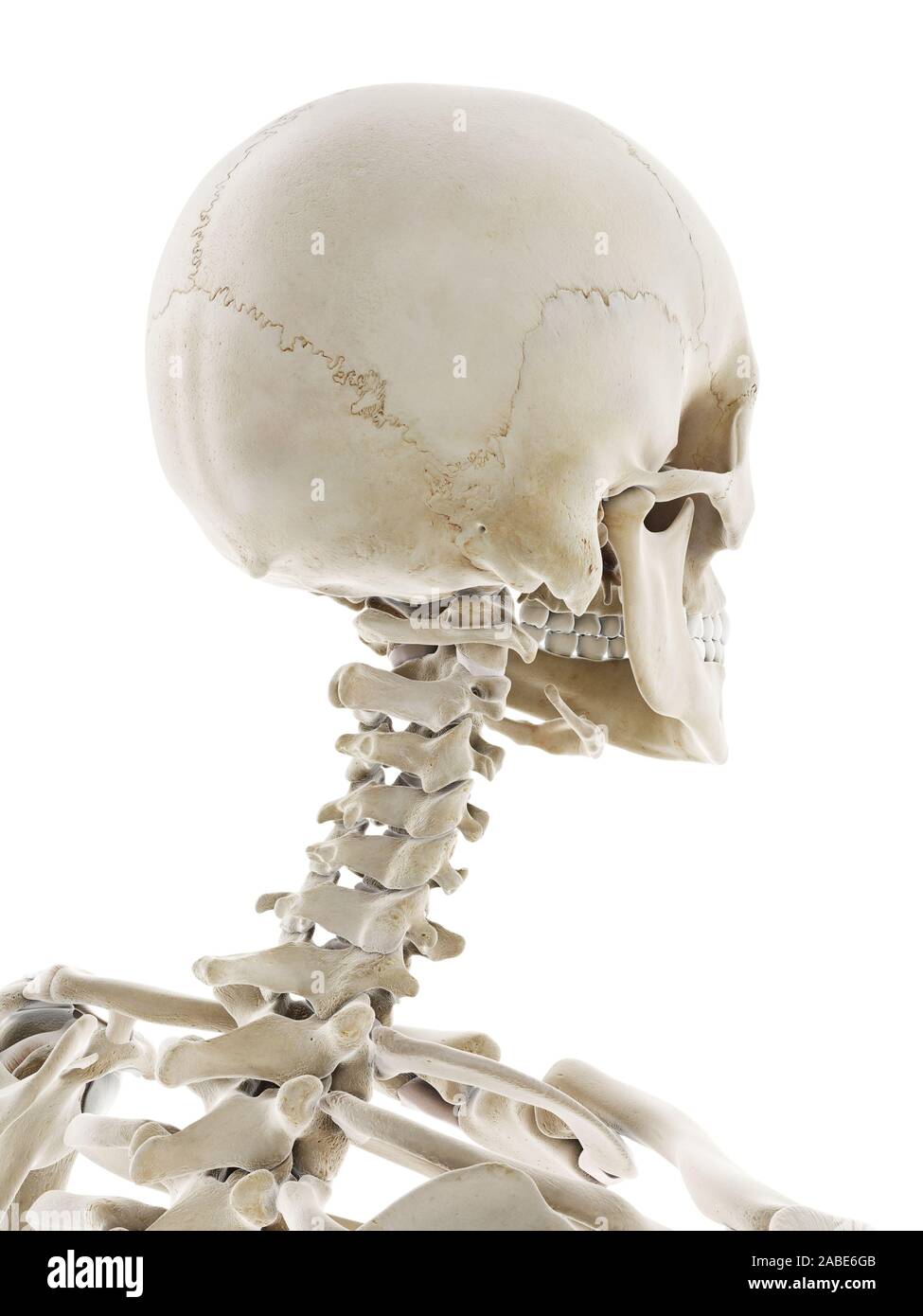 3d rendered medically accurate illustration of the skeletal head Stock ...