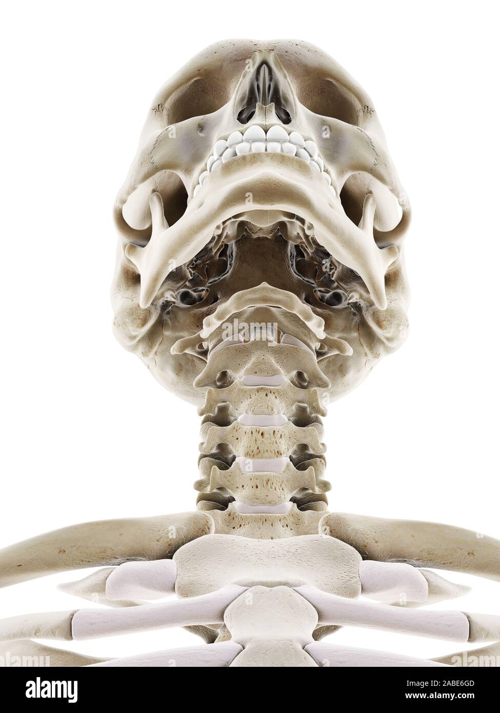 3d rendered medically accurate illustration of the skeletal head Stock ...