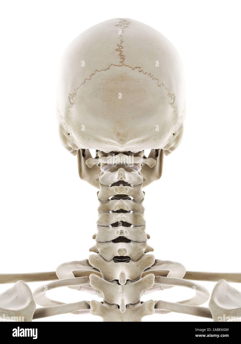 3d rendered medically accurate illustration of the skeletal head Stock ...