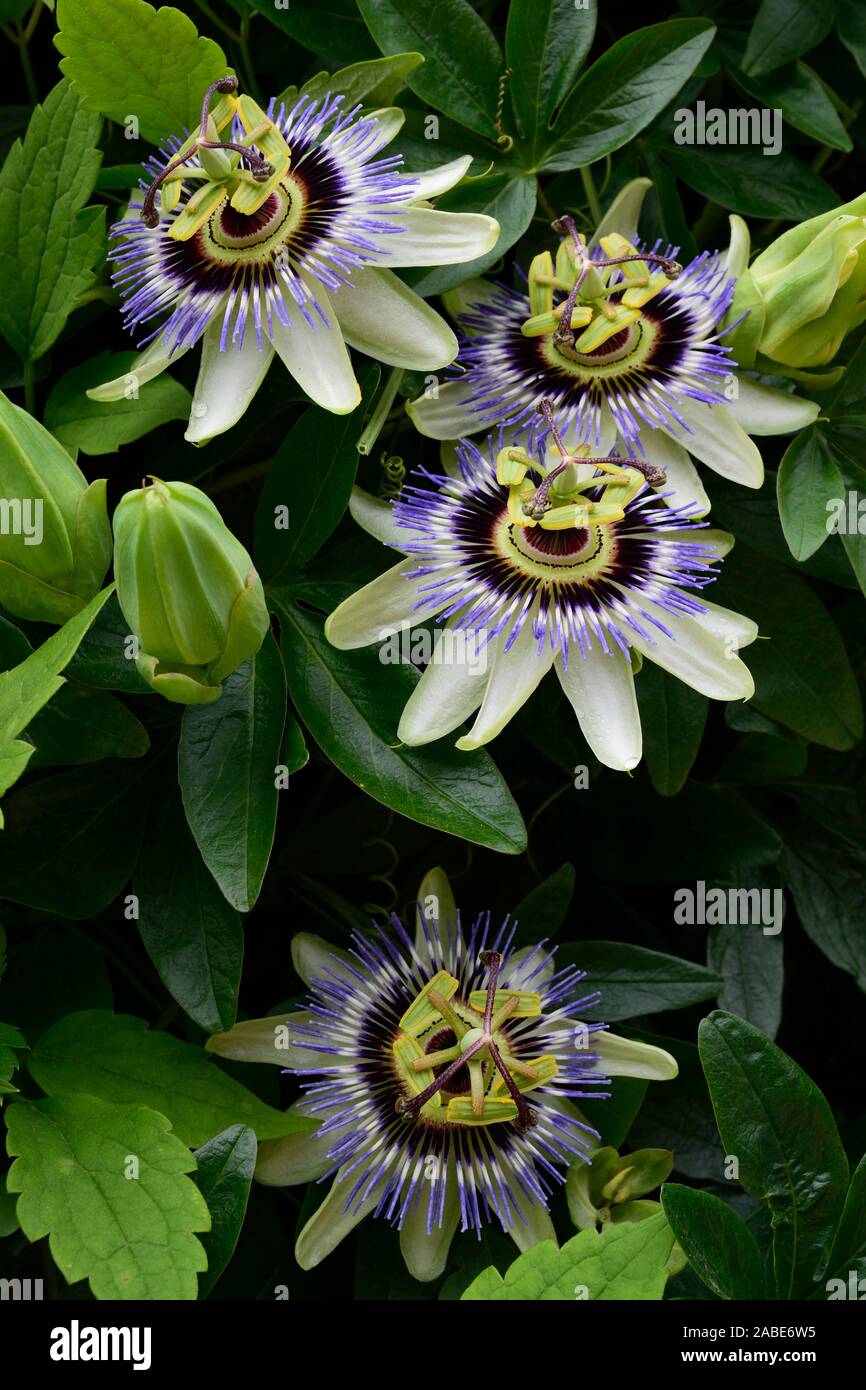 Common Blue Passion Flowers or Passiflora caerulea. Closeup of four ...