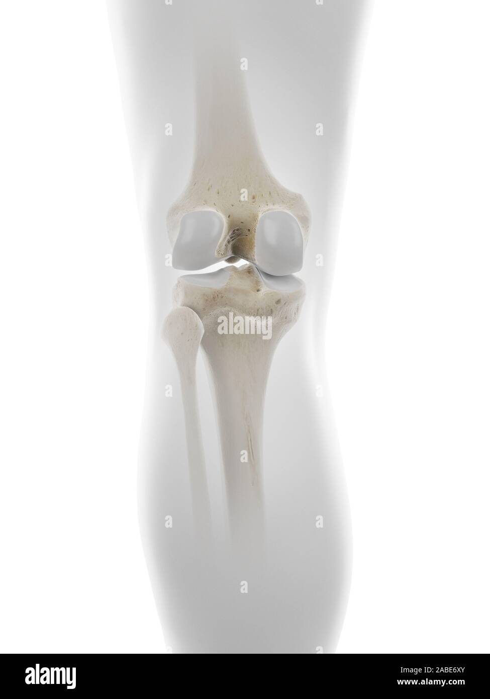 3d rendered medically accurate illustration of the skeletal knee Stock ...