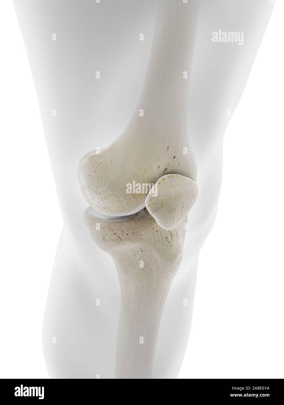 3d rendered medically accurate illustration of the skeletal knee Stock ...