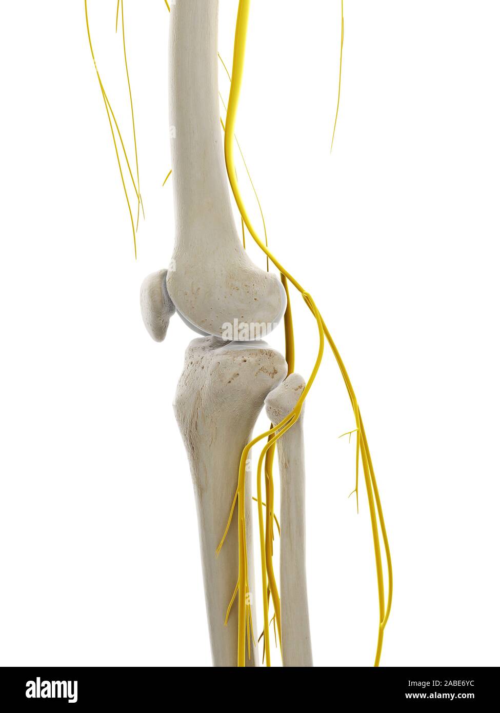 Nerves knee hi-res stock photography and images - Alamy