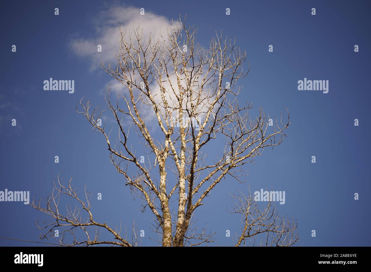old big bare tree in blue sky with white cloud background Stock Photo ...
