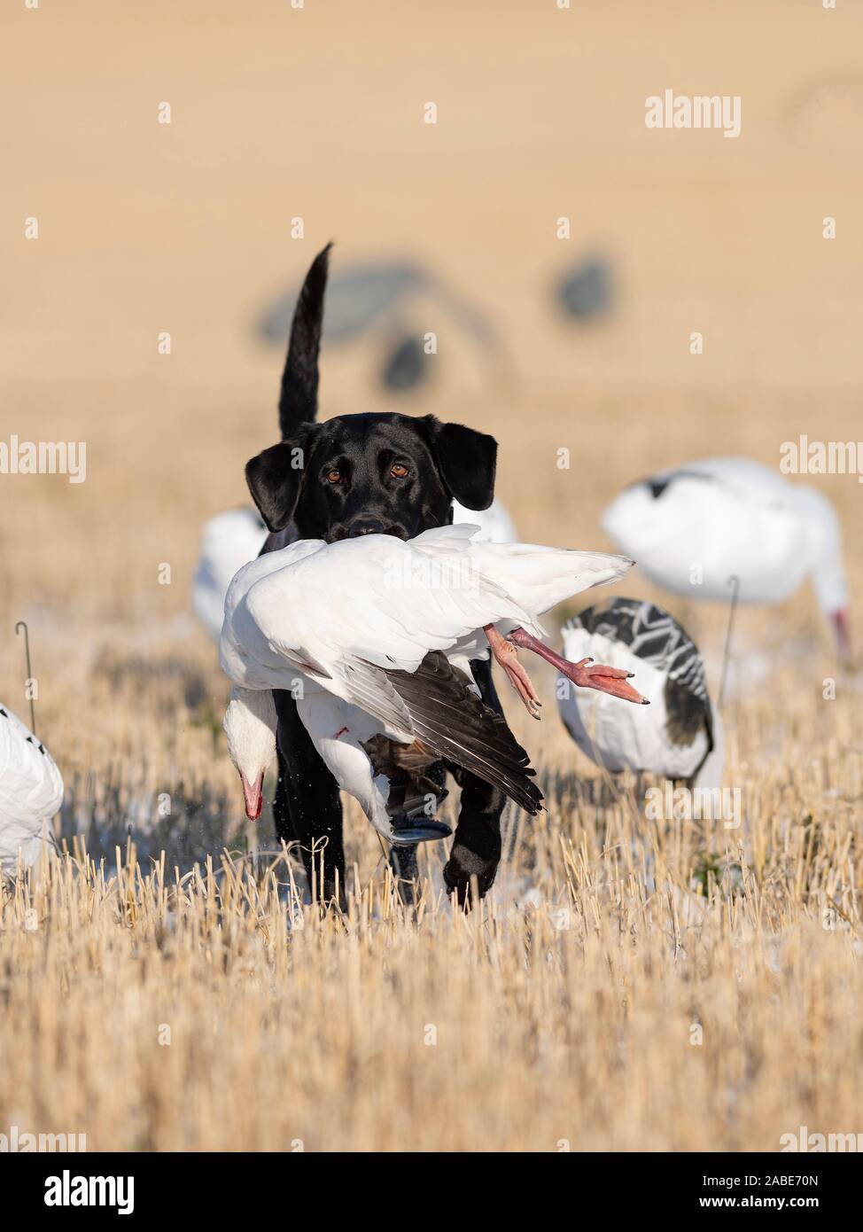 A Black Lab retrieving a Snow Goose in North Dakota Stock Photo - Alamy