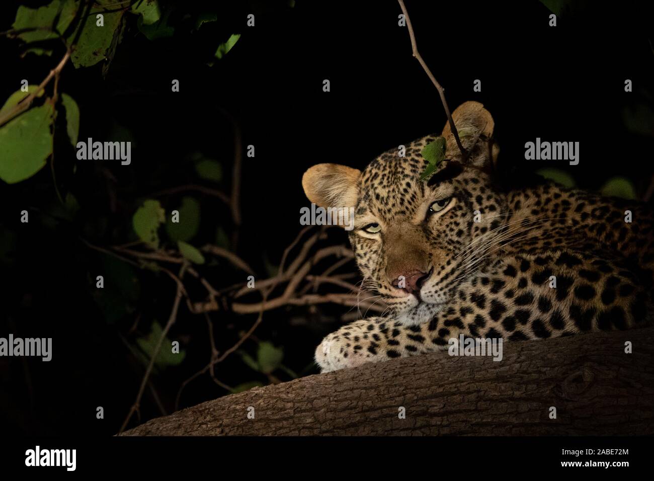 Wild leopard over the tree at night Stock Photo - Alamy