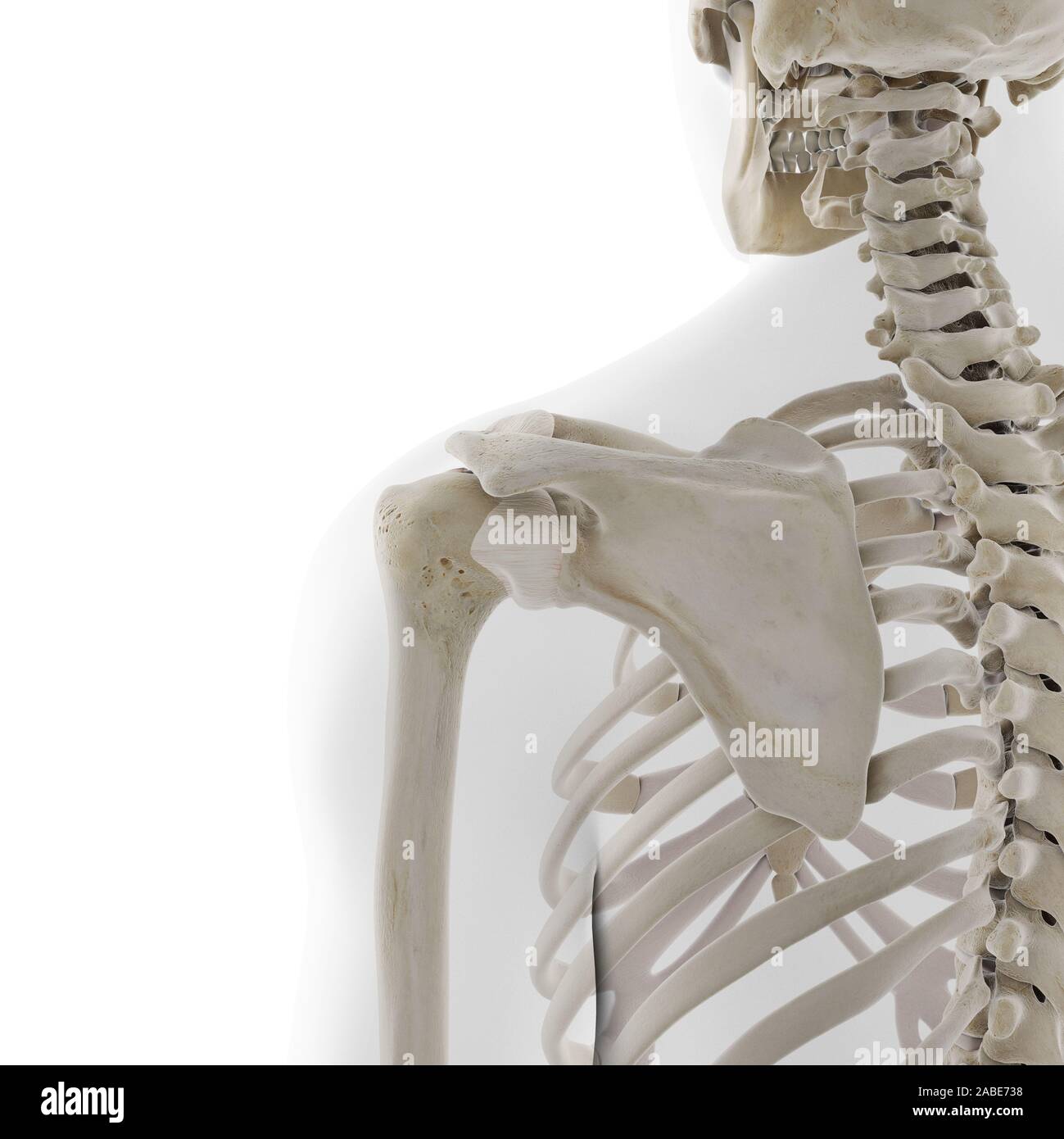 Glenoid fossa hi-res stock photography and images - Alamy