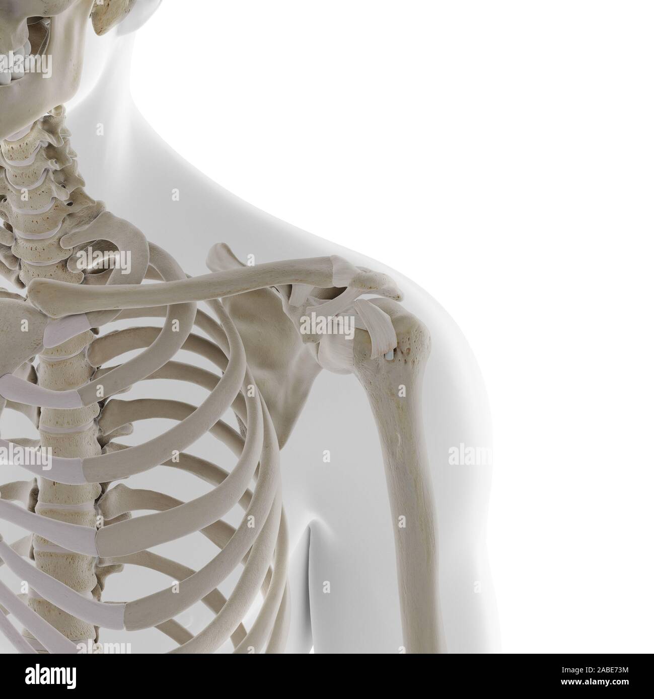 Glenoid fossa hi-res stock photography and images - Alamy