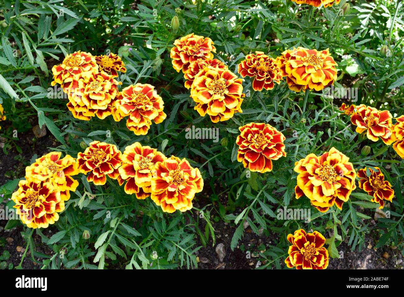 Marigold colossus hi-res stock photography and images - Alamy