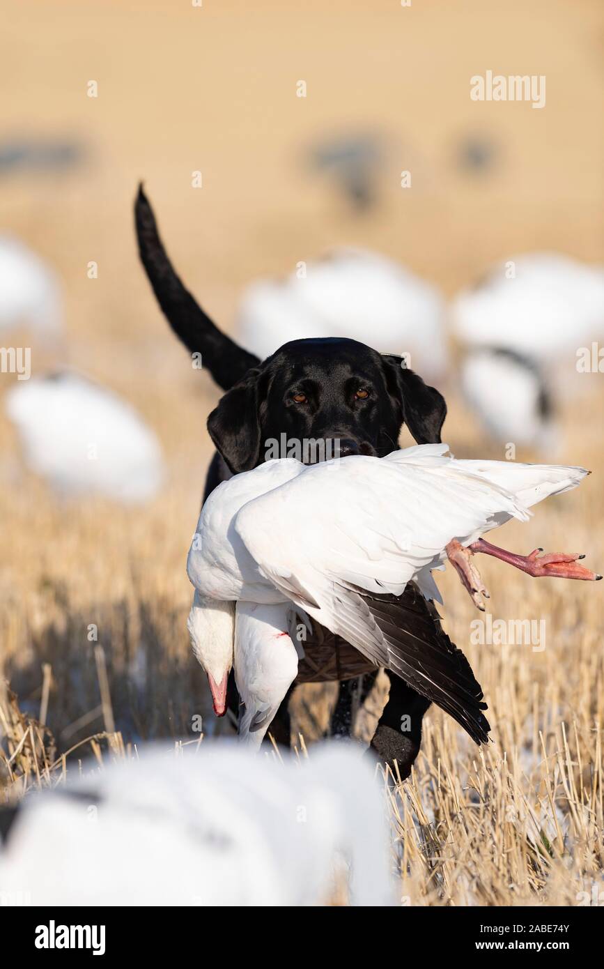 A Black Lab retrieving a Snow Goose in North Dakota Stock Photo - Alamy