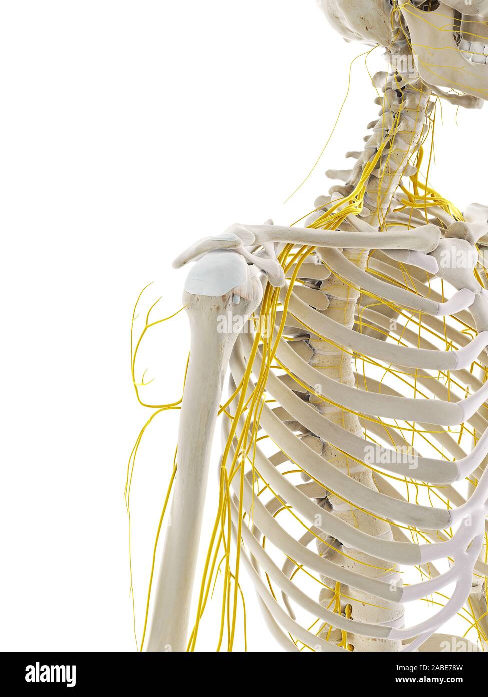 3d rendered medically accurate illustration of the nerves of the ...