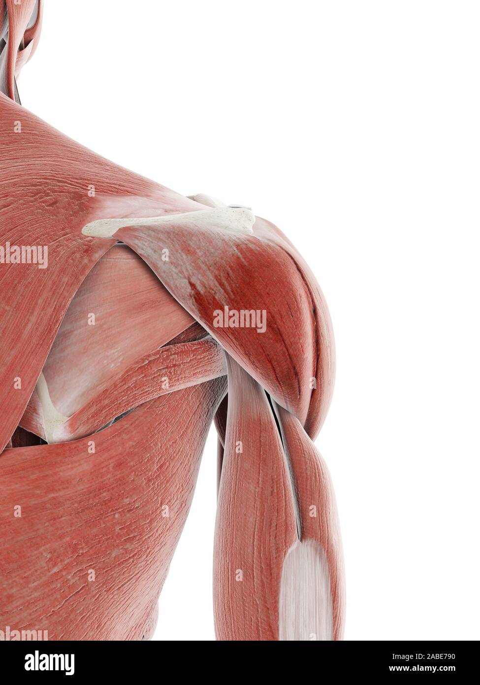 3d rendered medically accurate illustration of the shoulder muscle ...