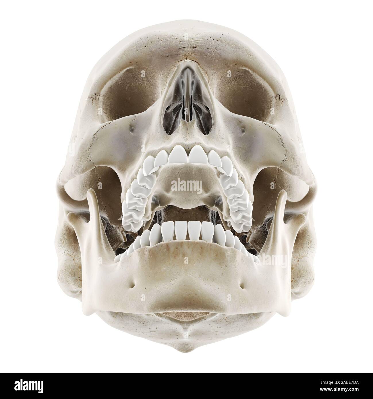 3d rendered medically accurate illustration of the skull with open jaw ...
