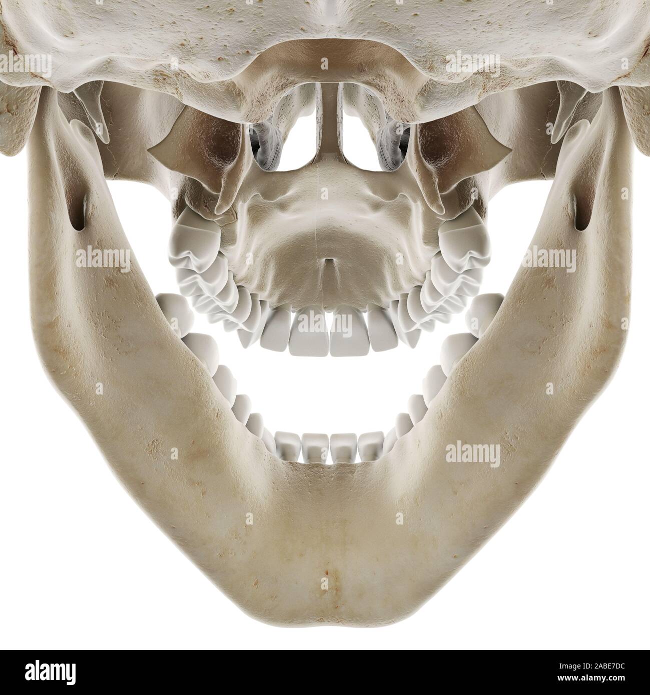 3d rendered medically accurate illustration of the skull with open jaw ...