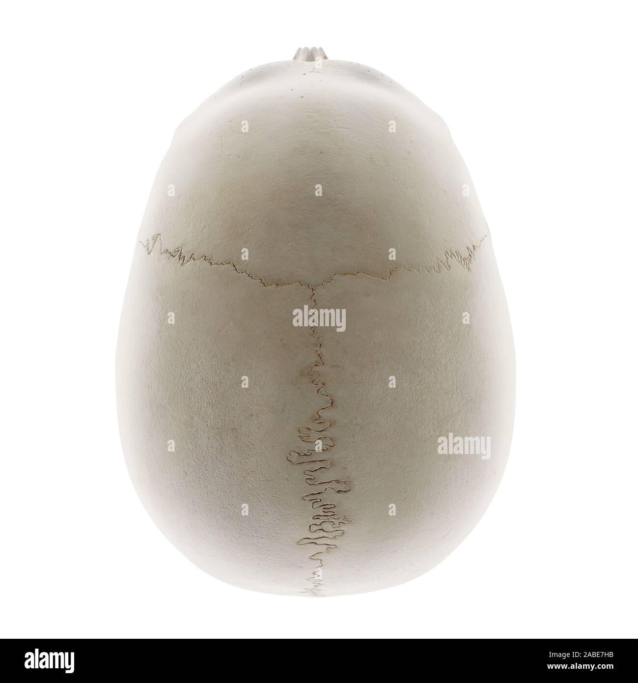 3d rendered medically accurate illustration of the human skull Stock ...