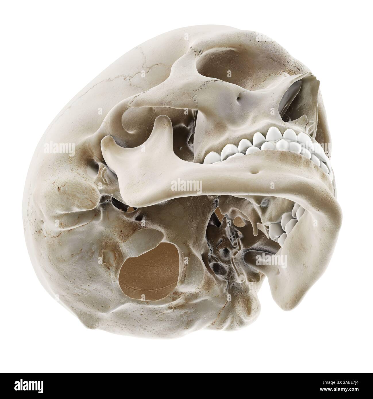 3d rendered medically accurate illustration of the human skull Stock ...