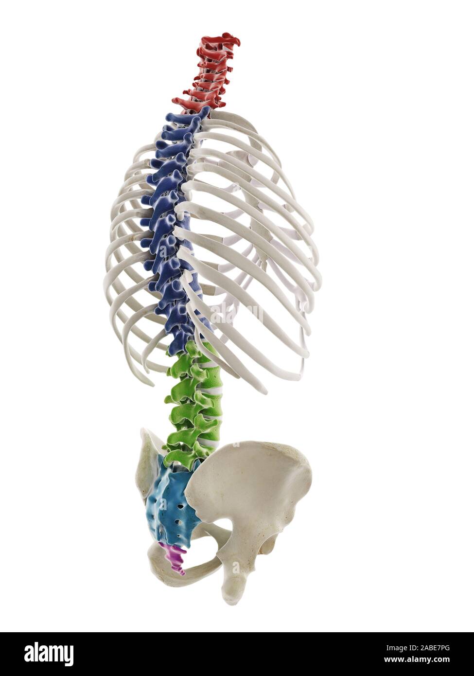 3d rendered medically accurate illustration of the segments of the ...