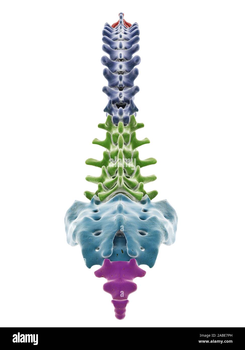 3d rendered medically accurate illustration of the segments of the ...