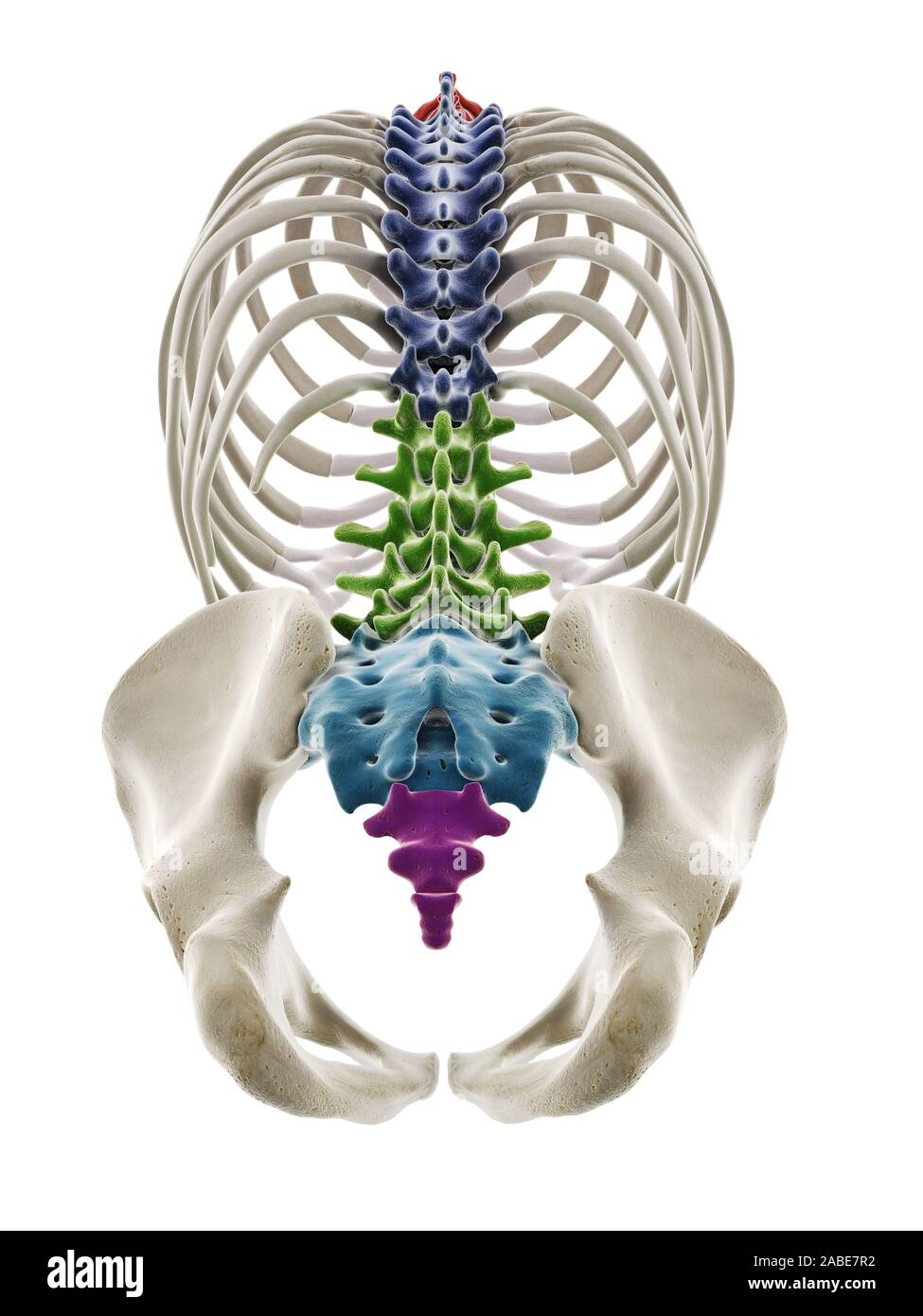 3d rendered medically accurate illustration of the segments of the ...