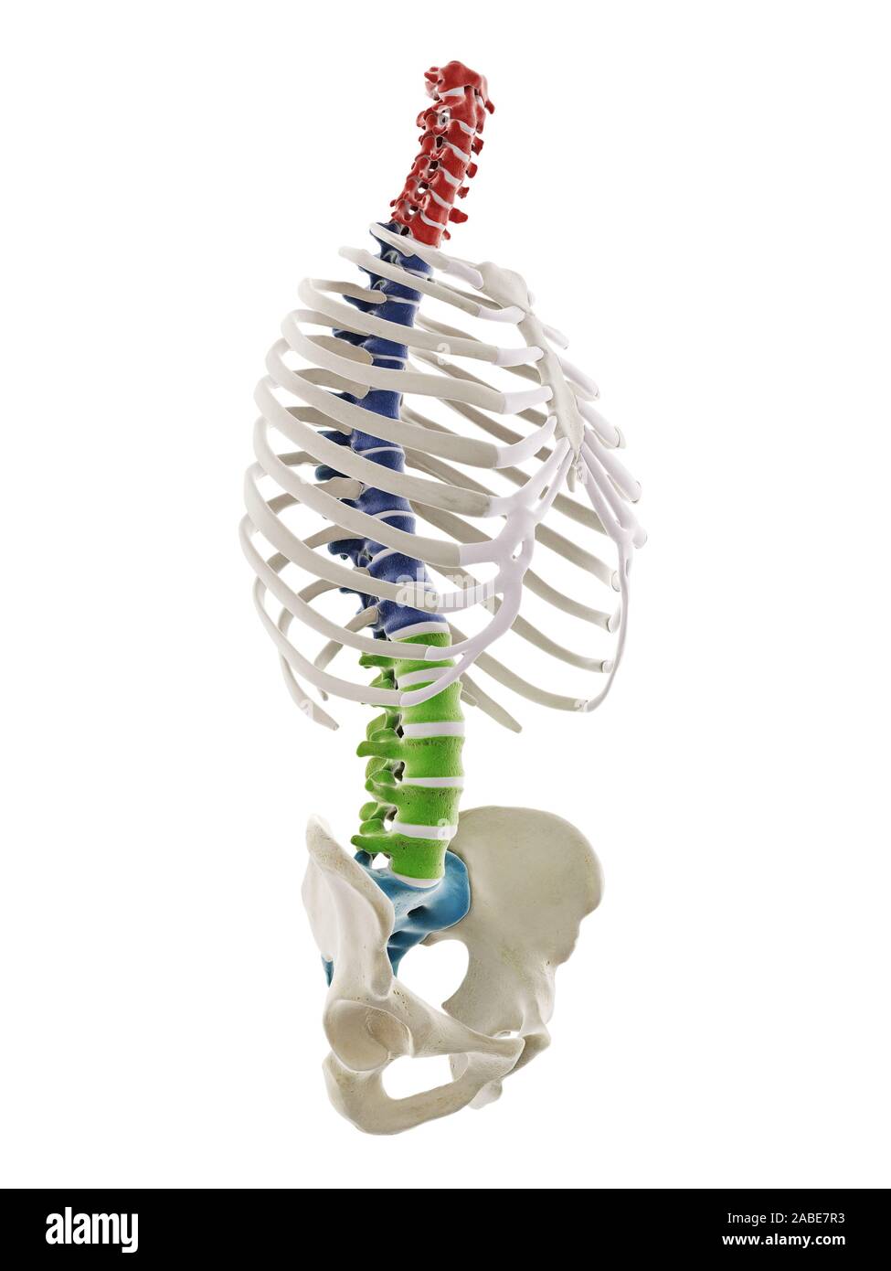 3d rendered medically accurate illustration of the segments of the ...