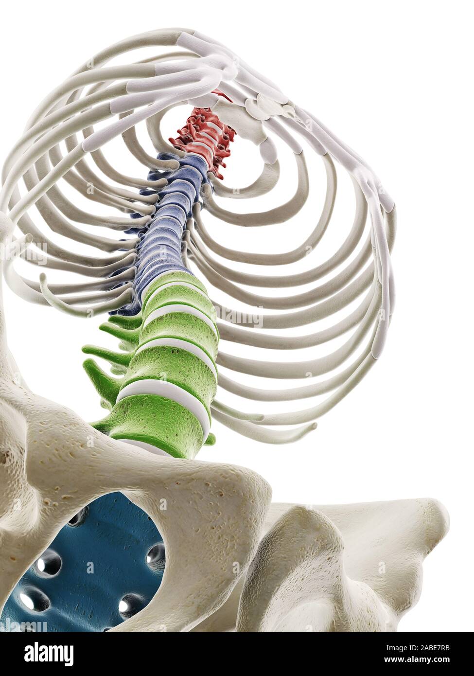 3d rendered medically accurate illustration of the segments of the ...
