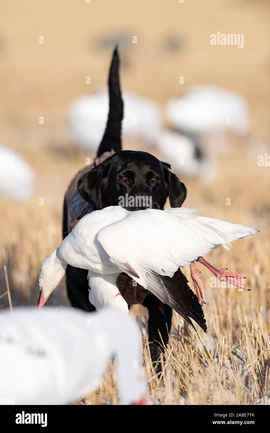 A Black Lab retrieving a Snow Goose in North Dakota Stock Photo - Alamy