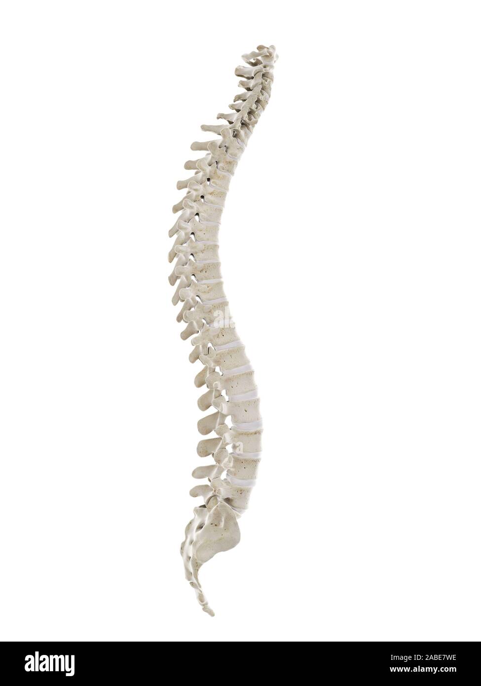 Healthy human spine hi-res stock photography and images - Alamy