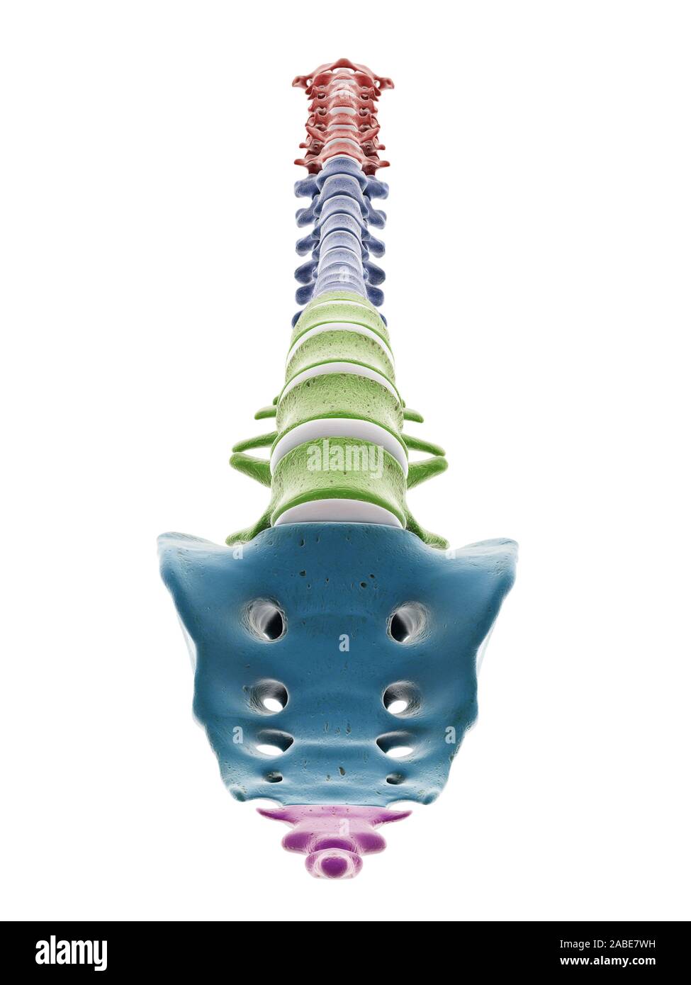Segments of the human spine Cut Out Stock Images & Pictures - Alamy