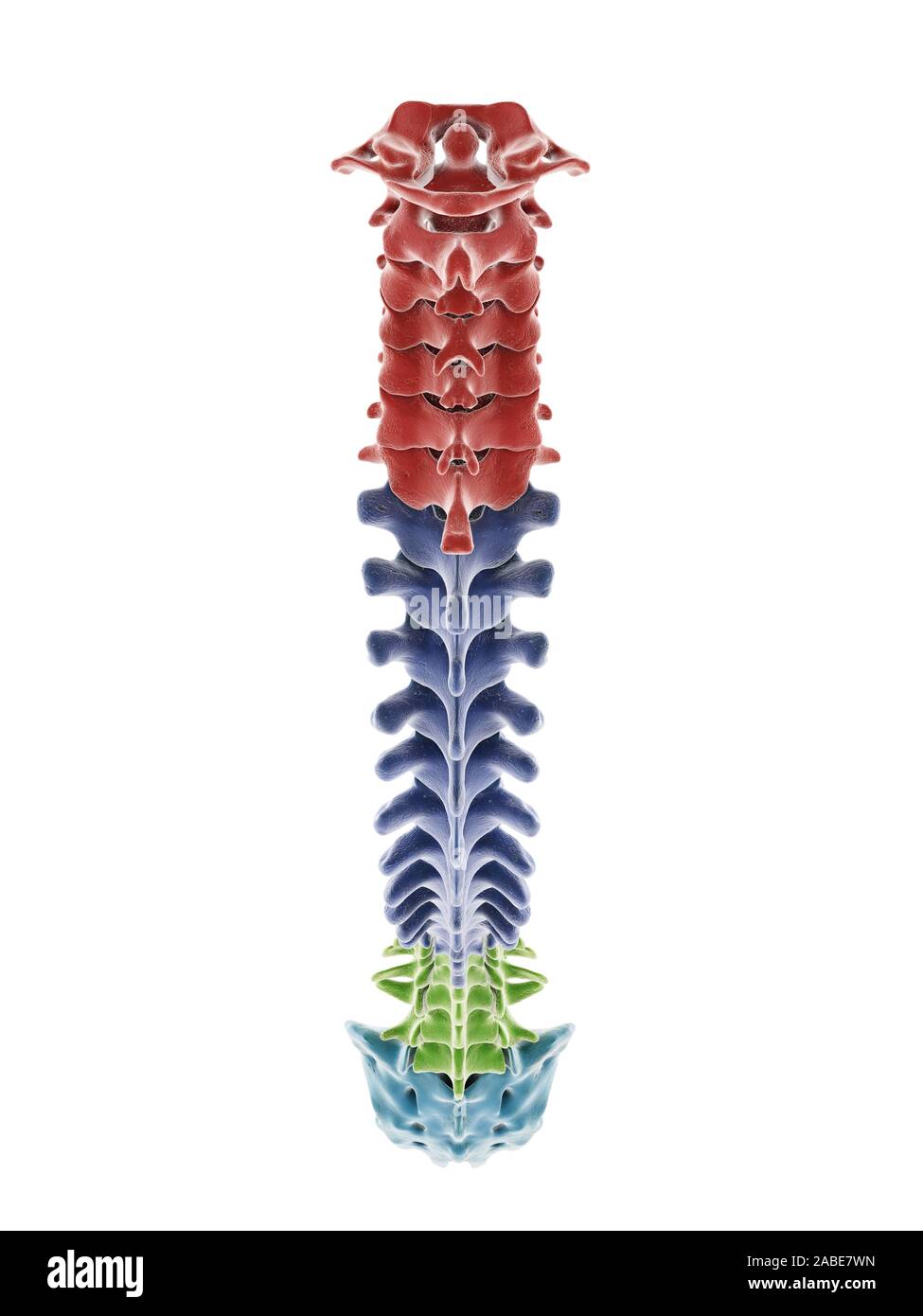 3d rendered medically accurate illustration of the segments of the ...