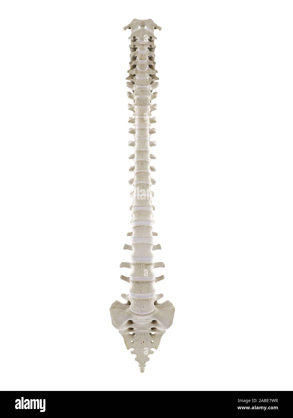 3d rendered medically accurate illustration of a healthy human spine ...